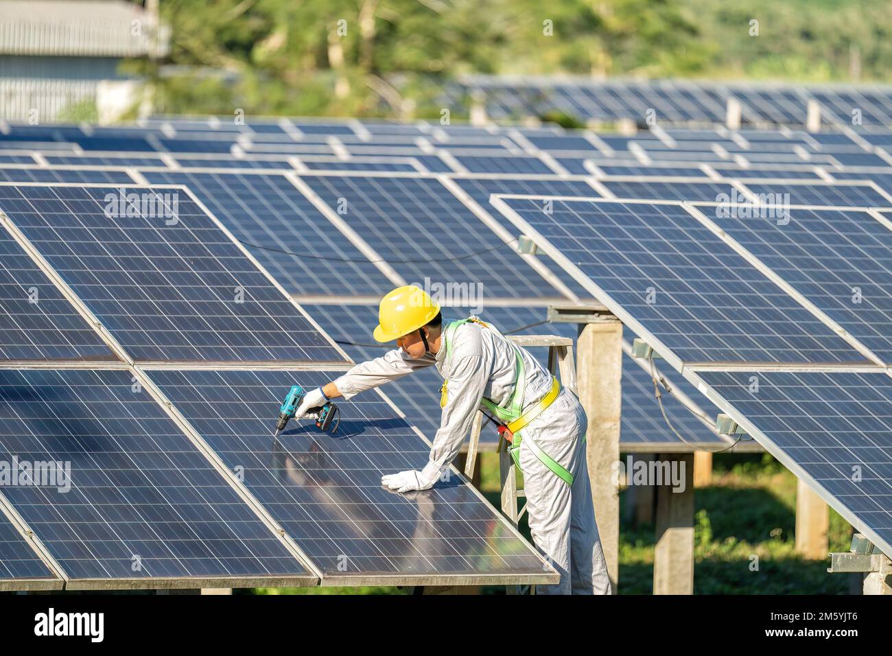In village greenery tree maintenance engineer as team carry ladder ...