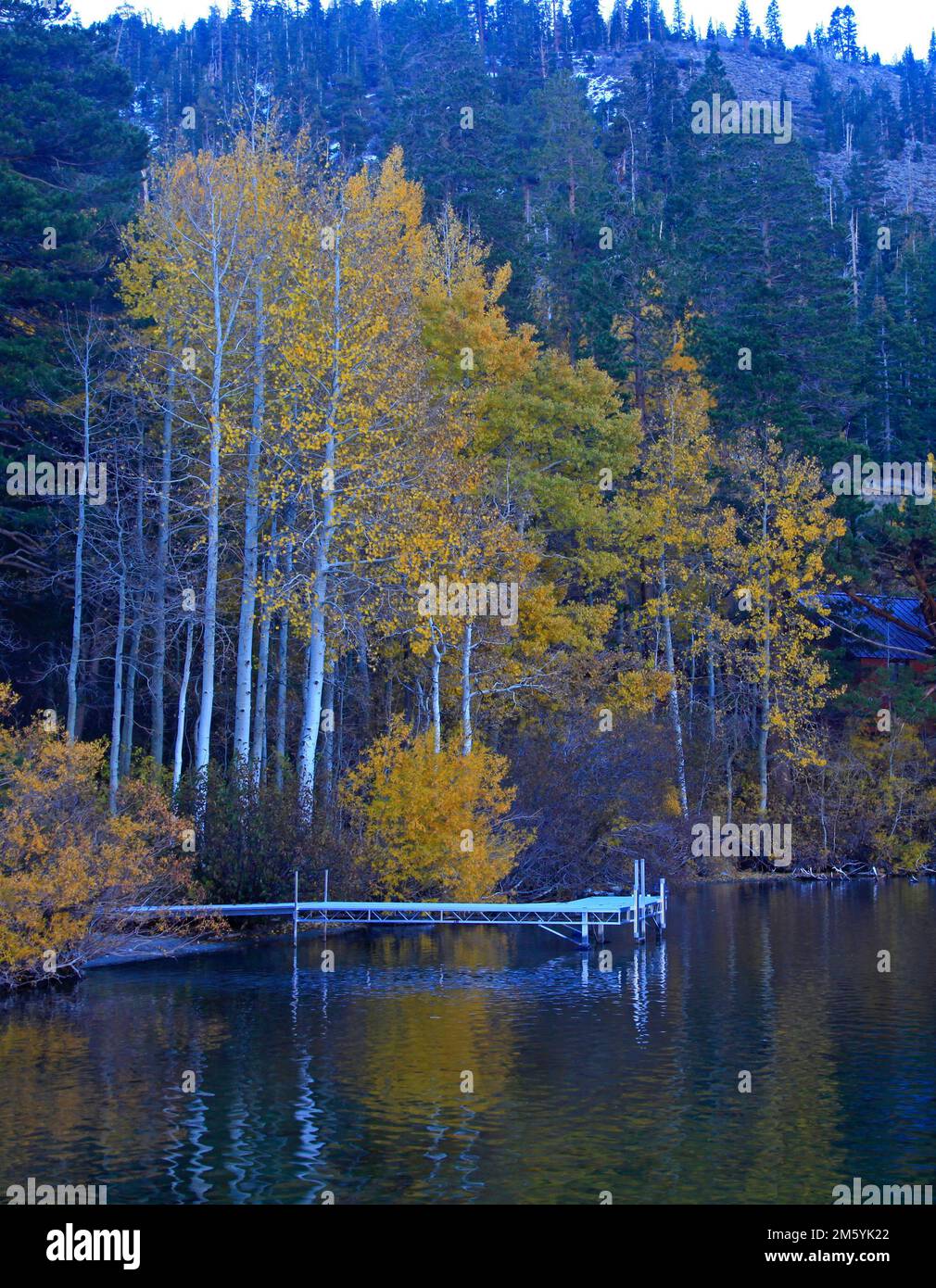 A vertical shot of the Aspen trees and its reflection on June Lake Loop ...