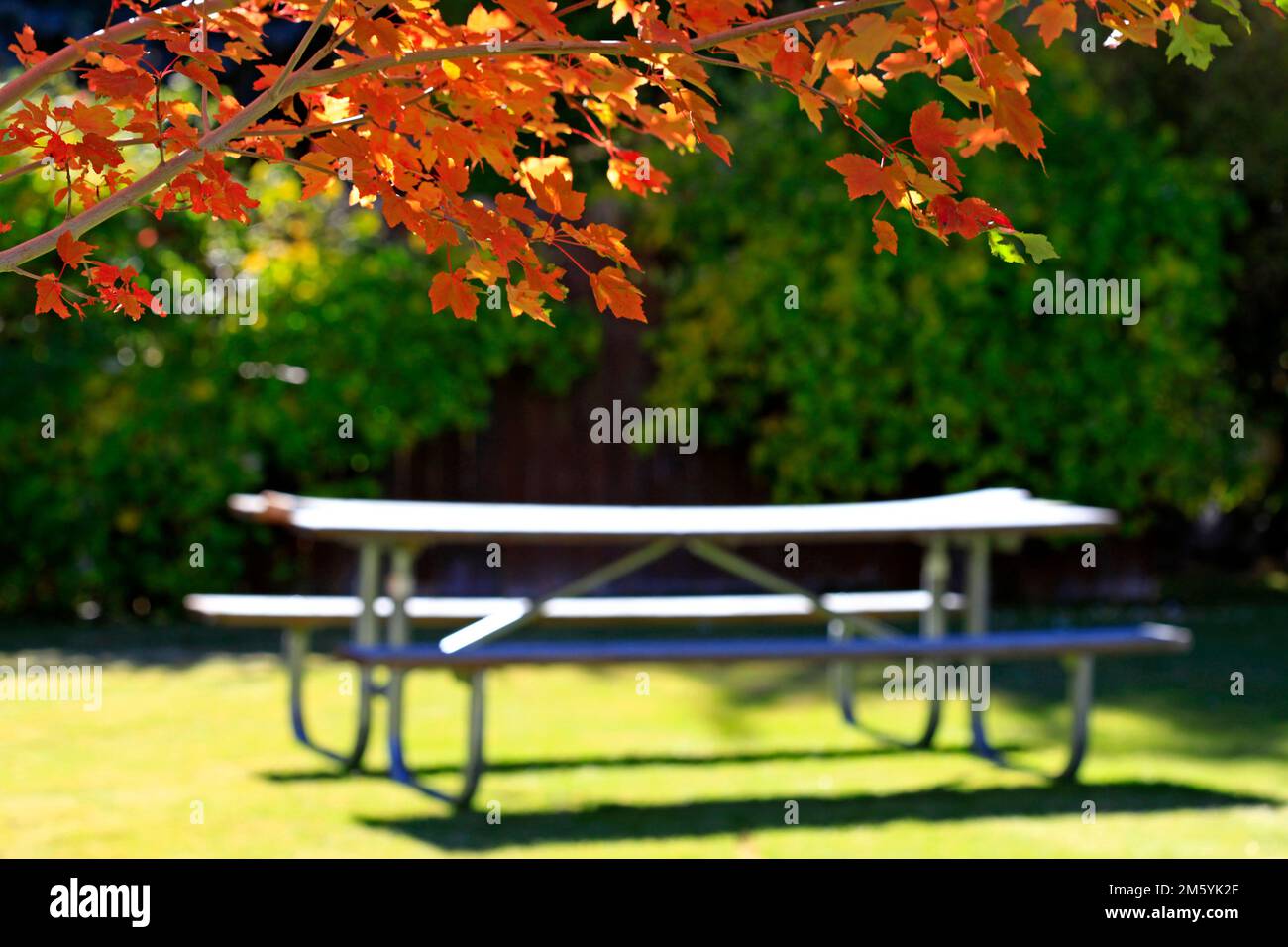 A selective focus shot of a table and bench seat under a maple tree ...