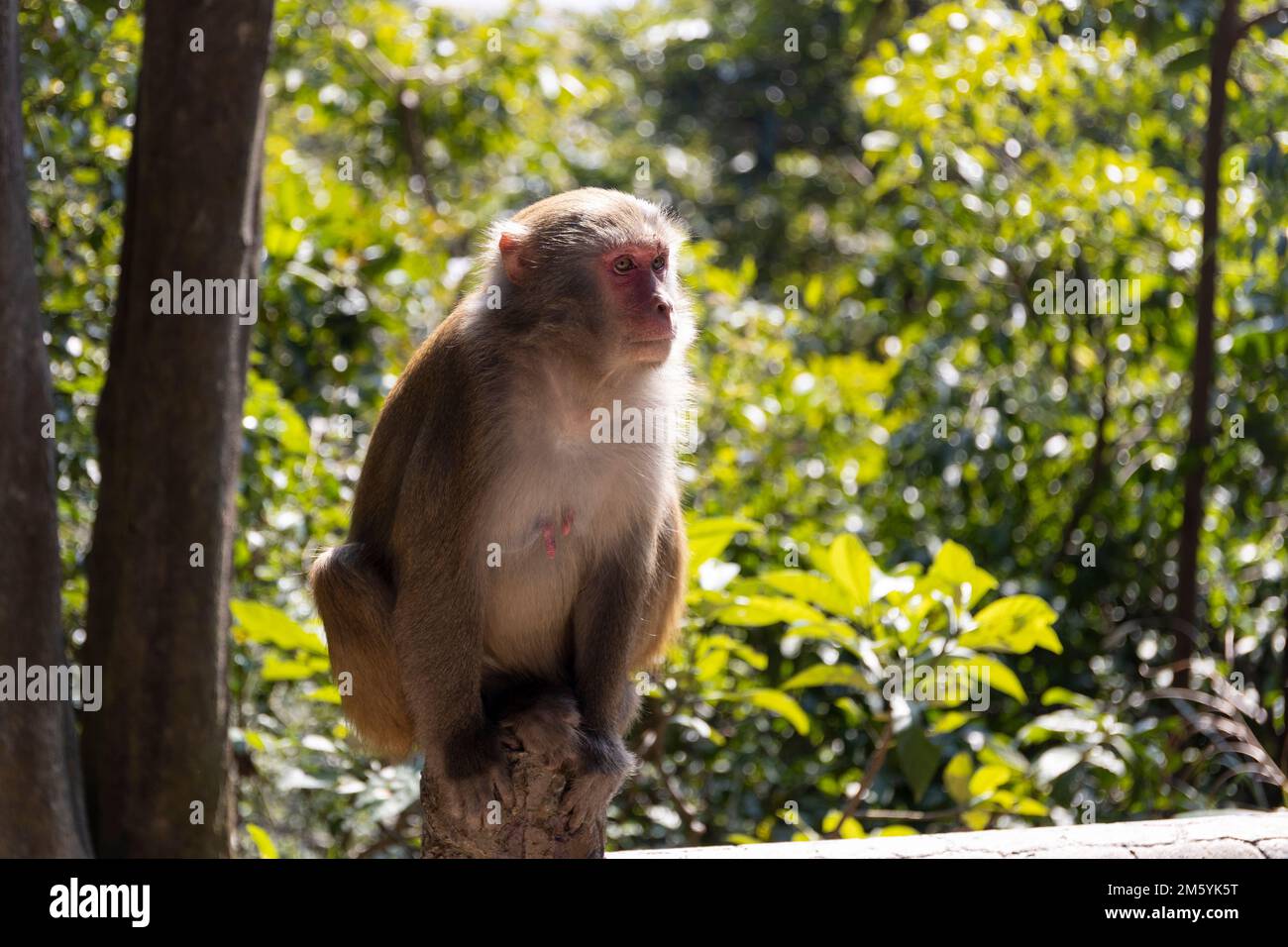 2022 Dec 30,Hong Kong.Wild Monkey in country park in Hong Kong Stock ...
