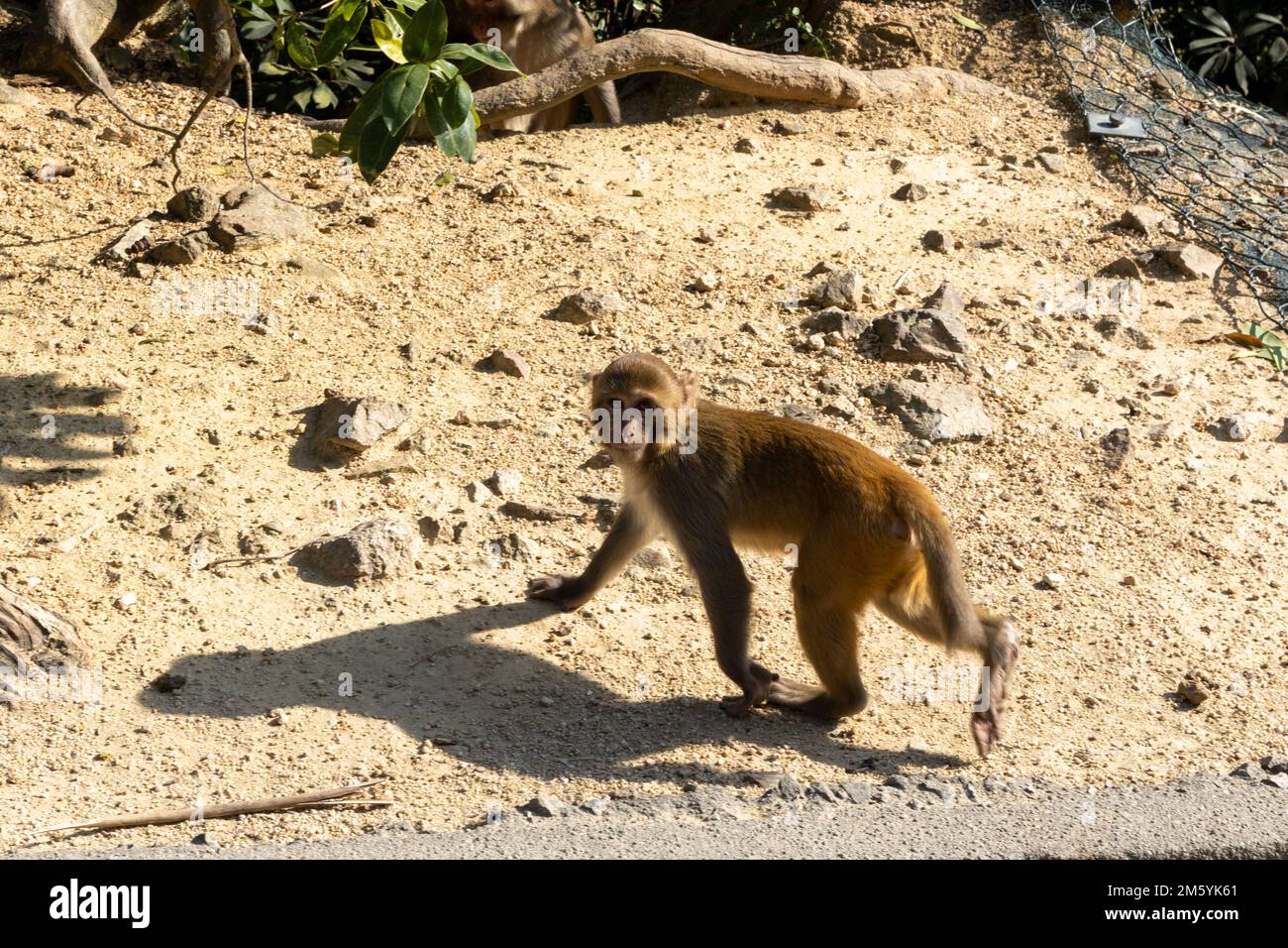 2022 Dec 30,Hong Kong.Wild Monkey in country park in Hong Kong Stock ...
