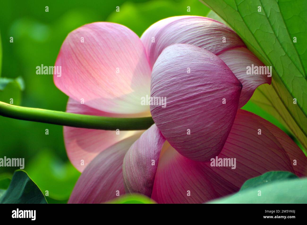 Blossoming lotus flowers Stock Photo - Alamy