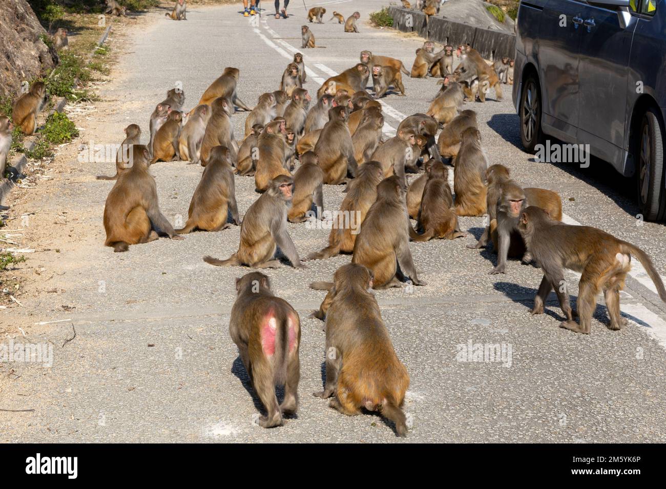 2022 Dec 30,Hong Kong.Wild Monkey in country park in Hong Kong Stock ...