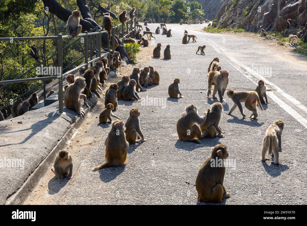 2022 Dec 30,Hong Kong.Wild Monkey in country park in Hong Kong Stock ...
