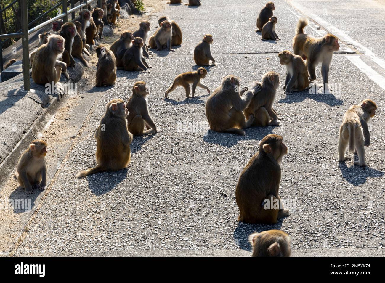 2022 Dec 30,Hong Kong.Wild Monkey in country park in Hong Kong Stock ...