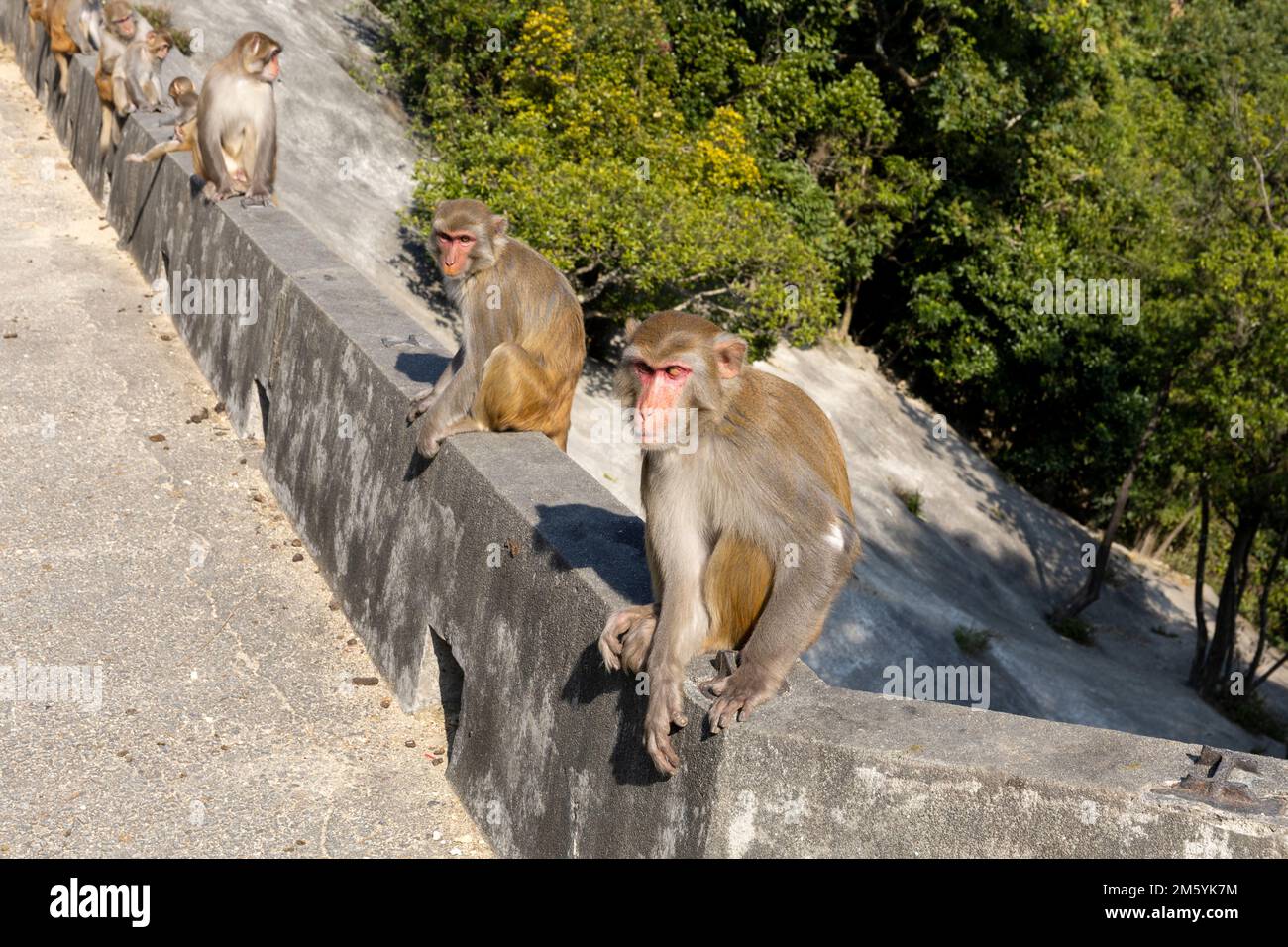 2022 Dec 30,Hong Kong.Wild Monkey in country park in Hong Kong Stock ...