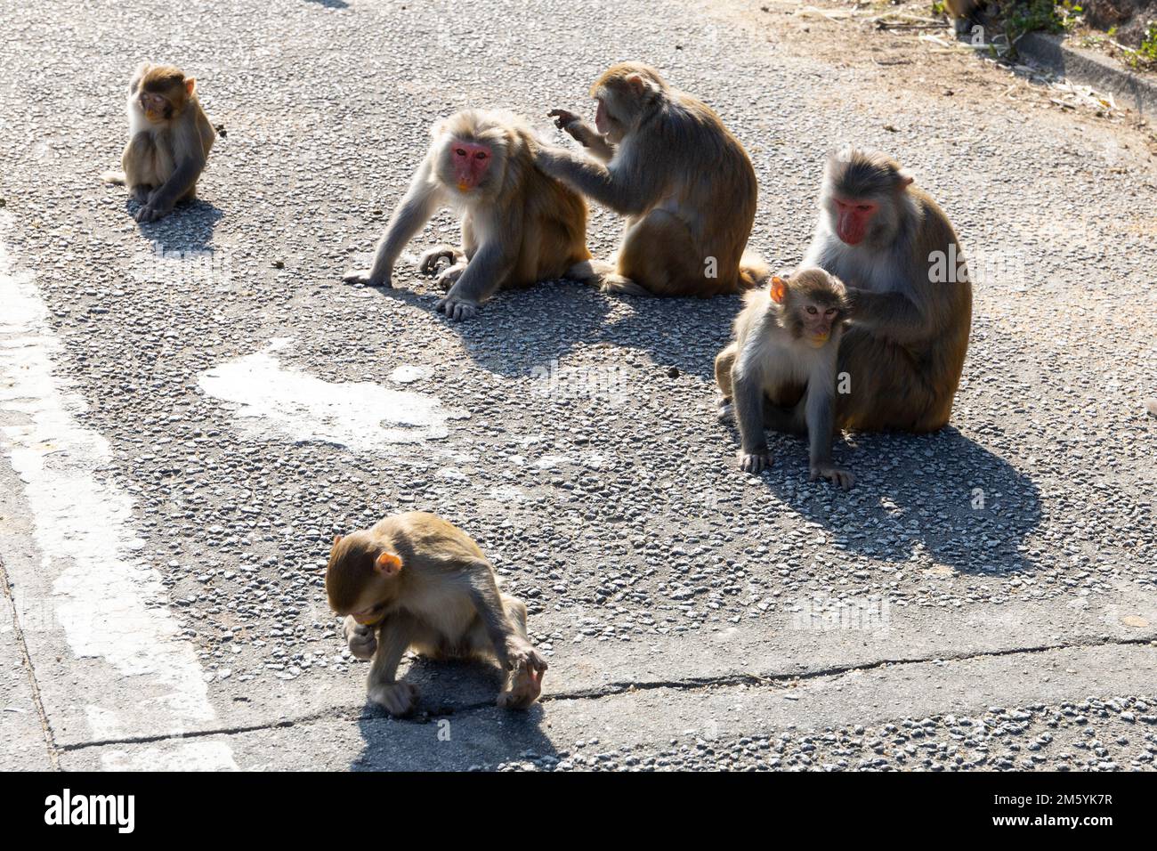 2022 Dec 30,Hong Kong.Wild Monkey in country park in Hong Kong Stock ...