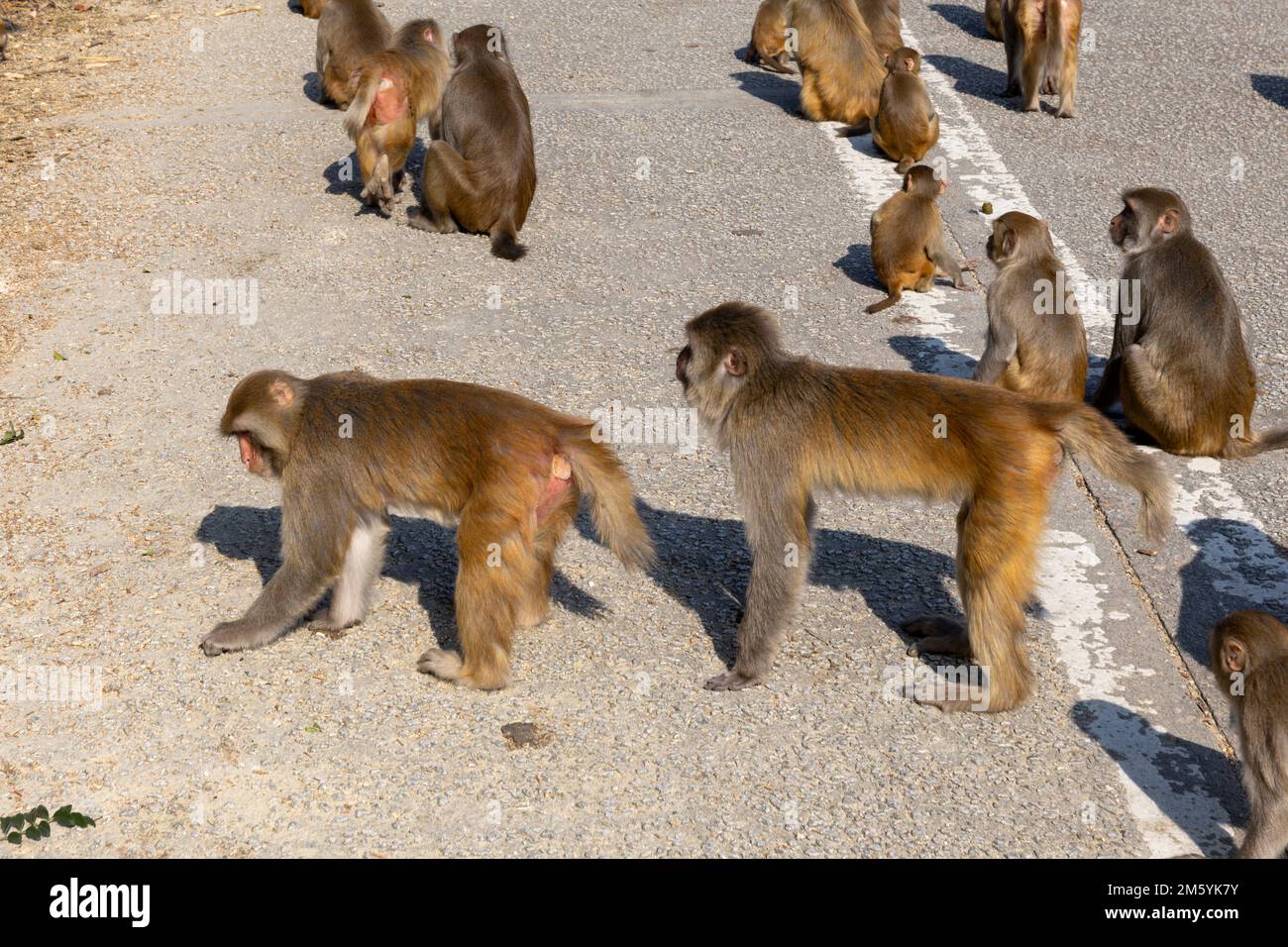 2022 Dec 30,Hong Kong.Wild Monkey in country park in Hong Kong Stock ...