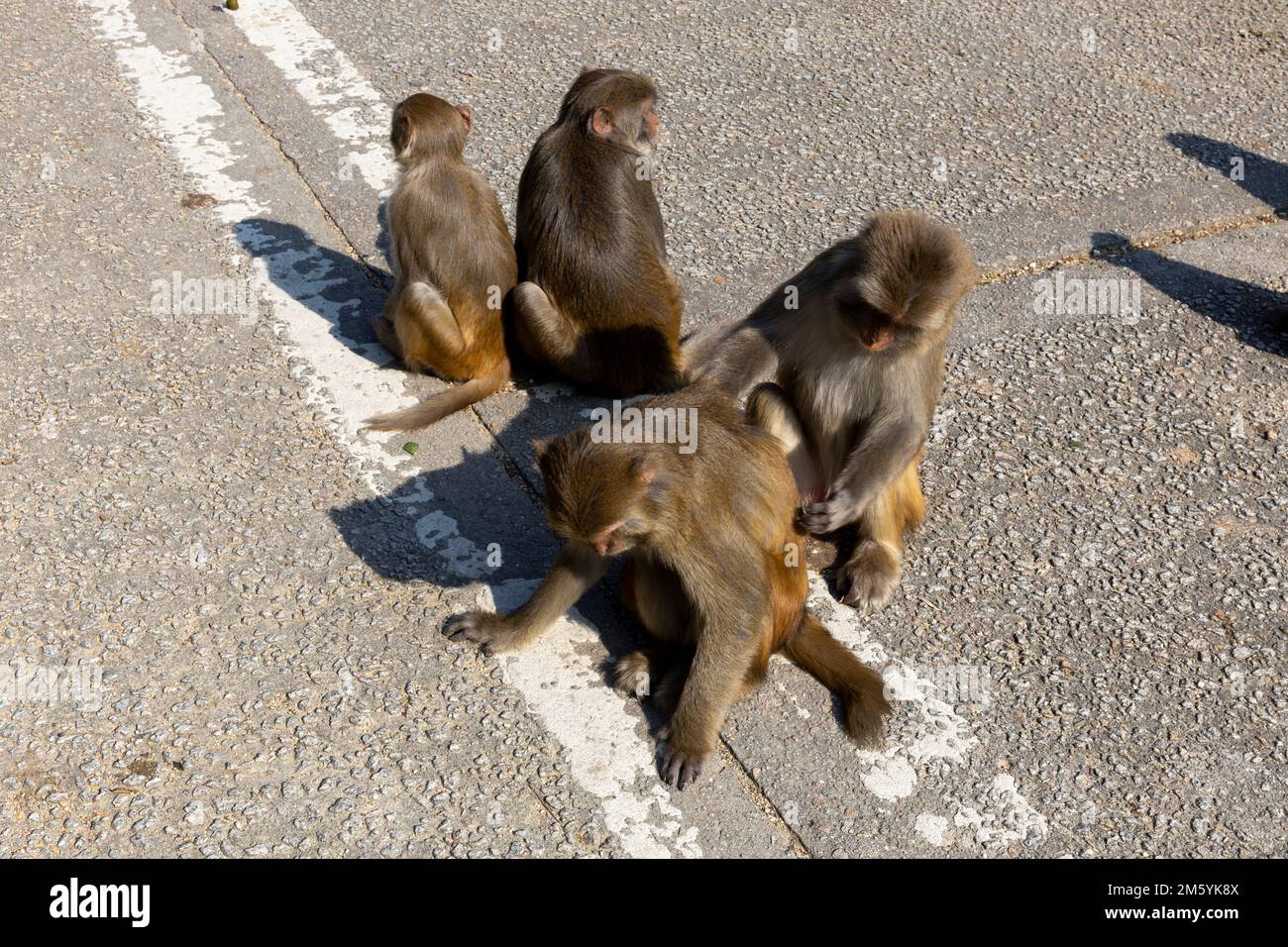 2022 Dec 30,Hong Kong.Wild Monkey in country park in Hong Kong Stock ...