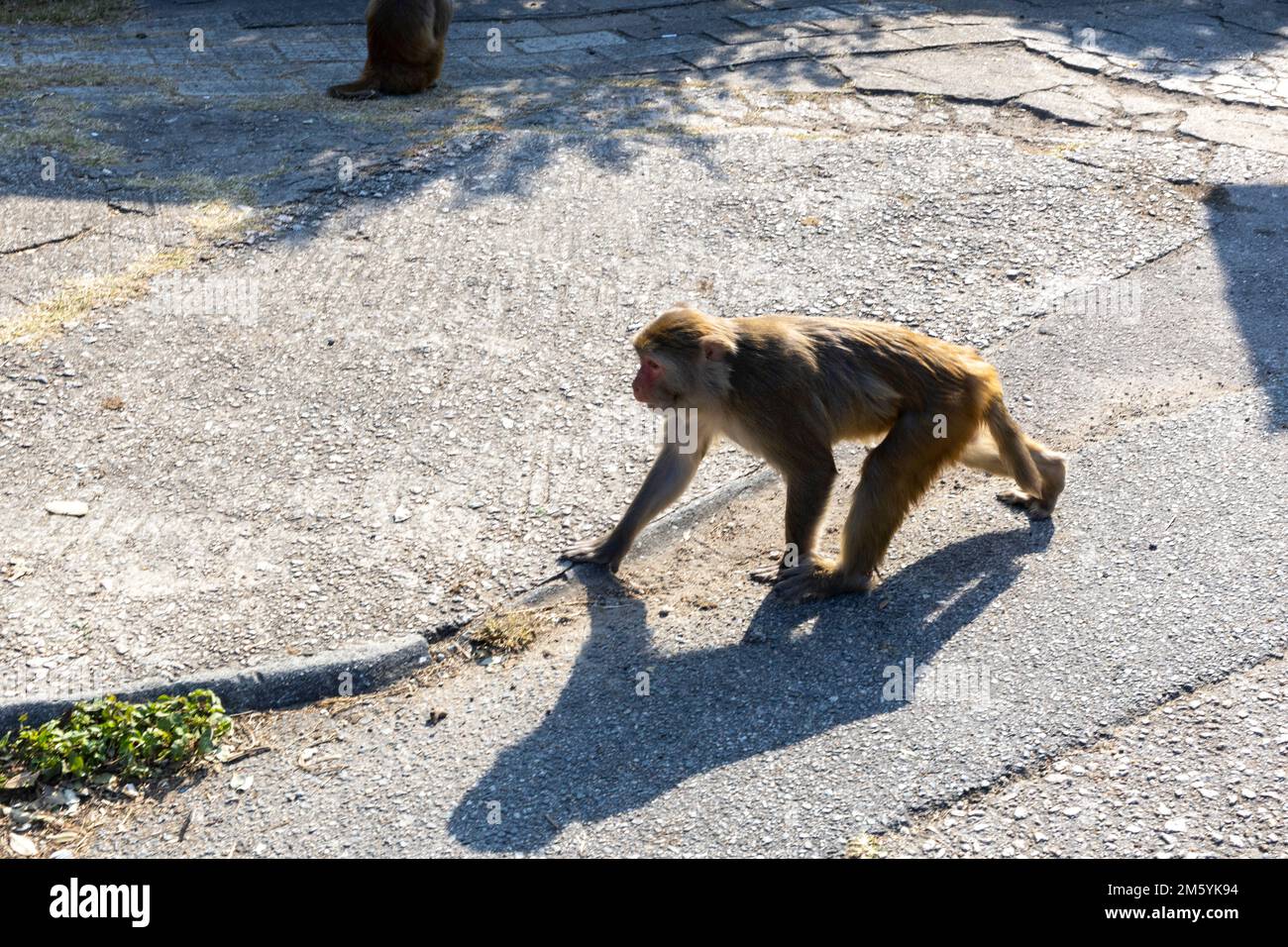 2022 Dec 30,Hong Kong.Wild Monkey in country park in Hong Kong Stock ...