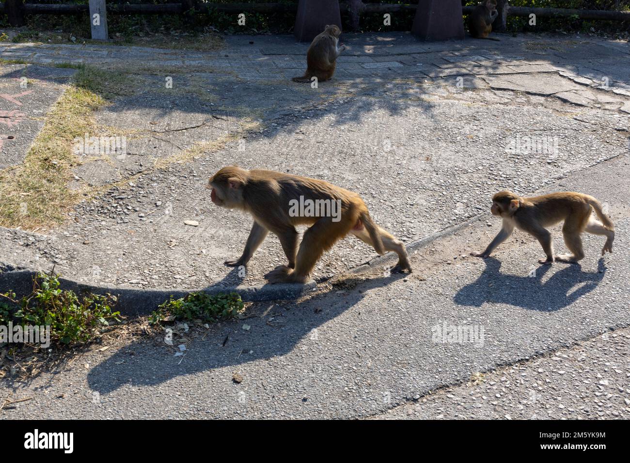 2022 Dec 30,Hong Kong.Wild Monkey in country park in Hong Kong Stock ...