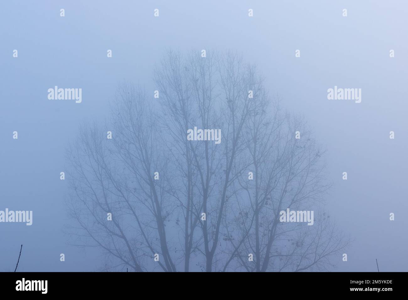 Tree with low visibility in autumn season in heavy fog Stock Photo - Alamy