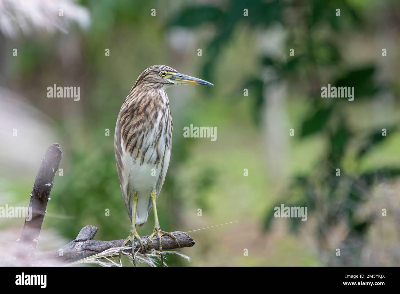 Indian pond heron or Ardeola grayii seen in Hampi, Karnataka, India ...