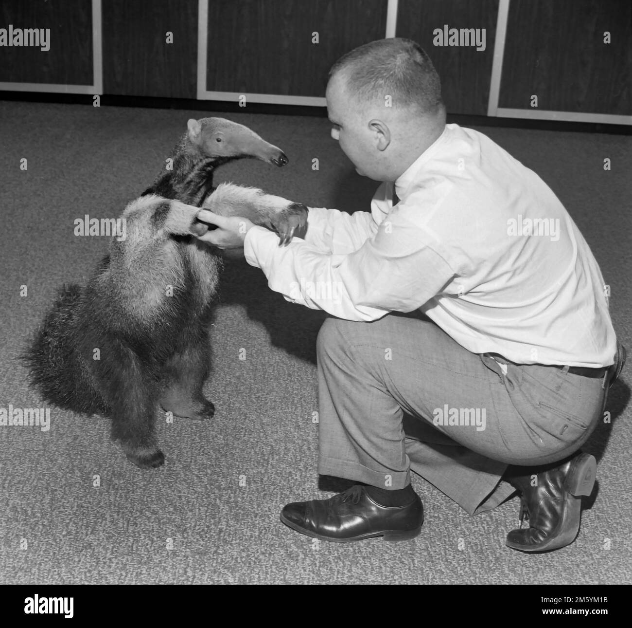 A man and his pet anteater, ca. 1962 Stock Photo - Alamy