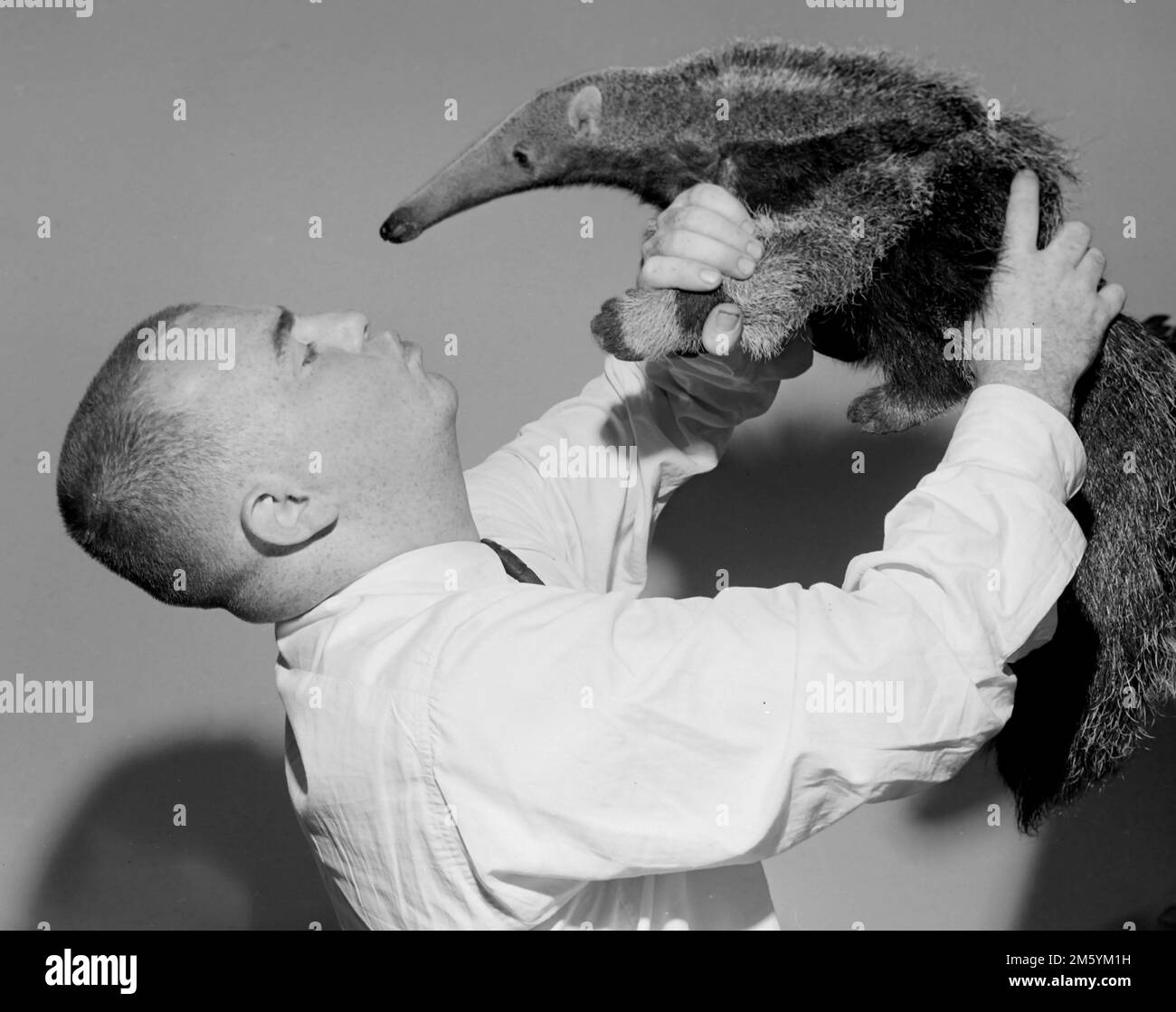 A man and his pet anteater, ca. 1962 Stock Photo - Alamy