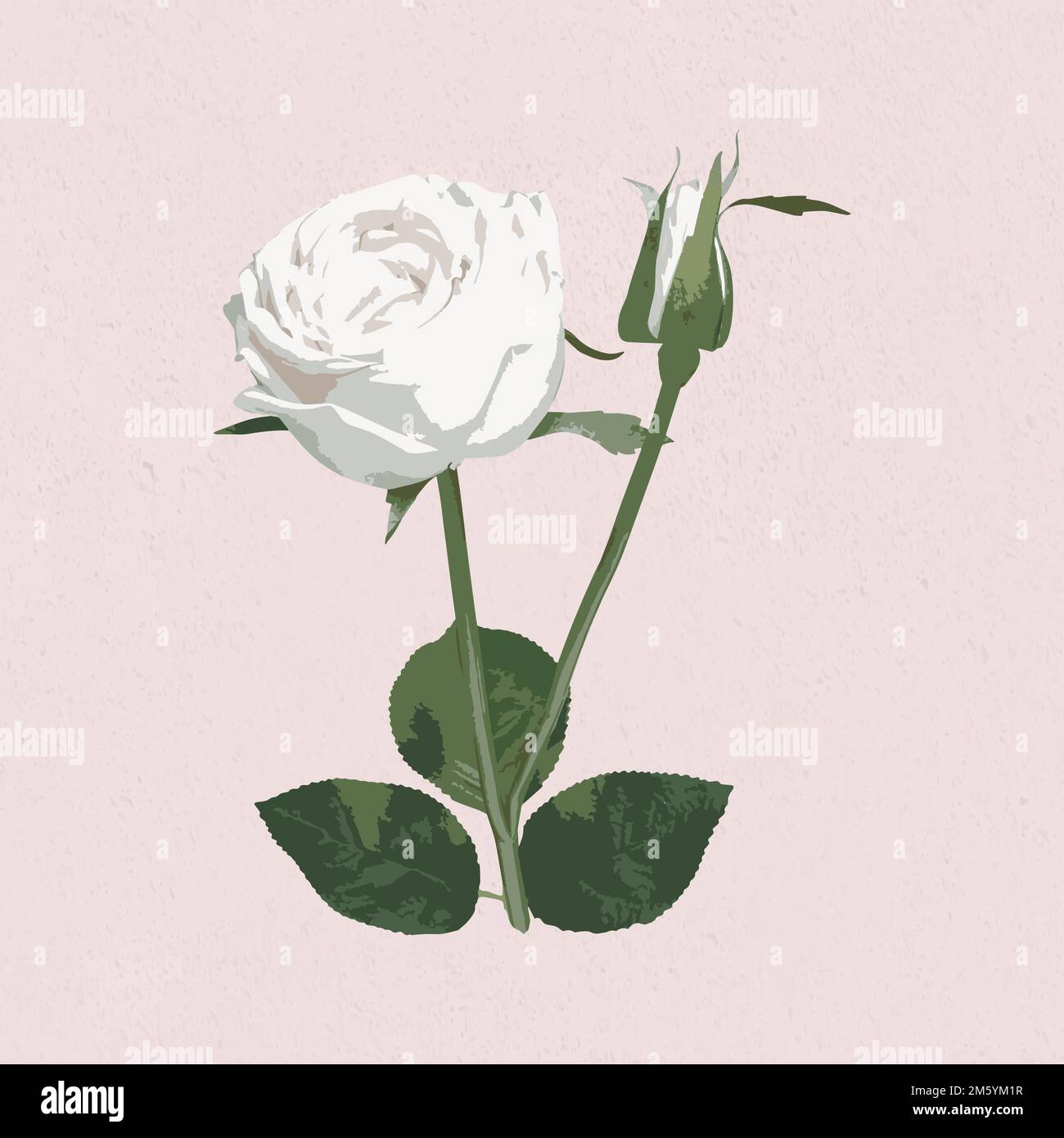 Vectorized white rose flower on a pink background Stock Vector Image ...
