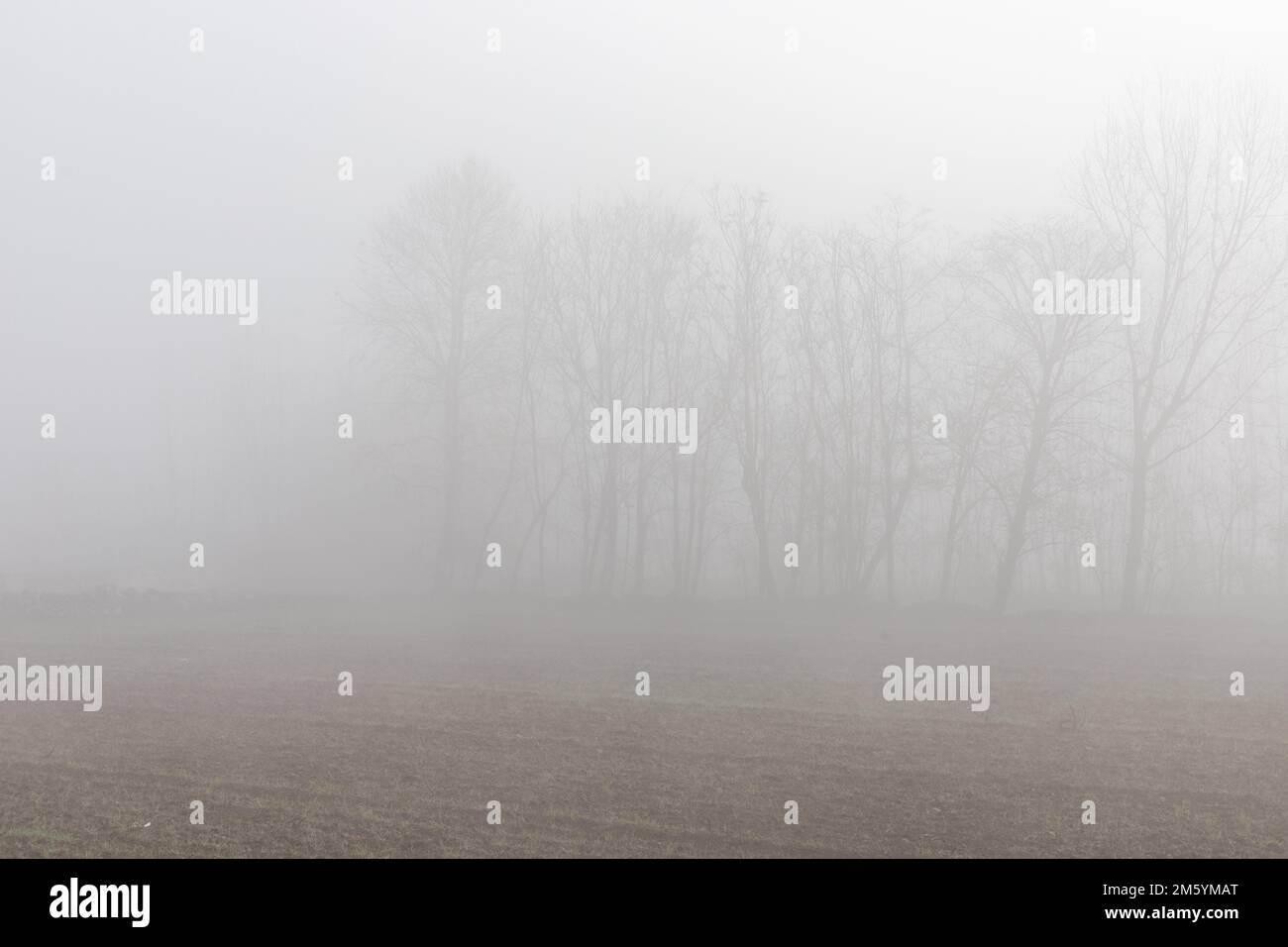 Thick fog covered the fields and trees in Pakistan Stock Photo - Alamy