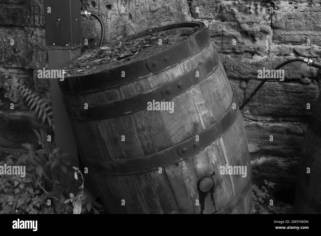 Water wood close up Black and White Stock Photos & Images - Alamy