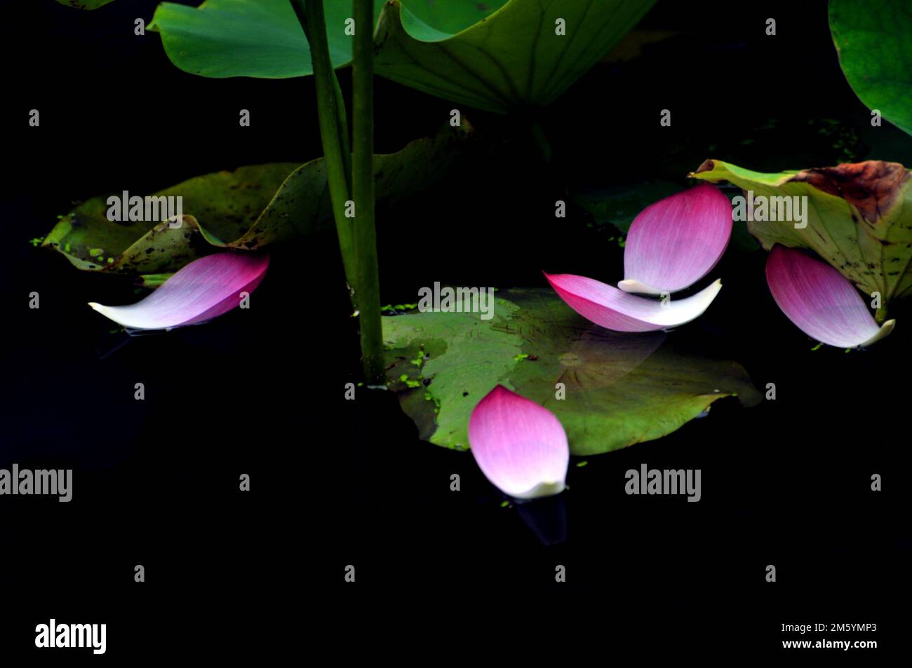 Blossoming lotus flowers Stock Photo - Alamy