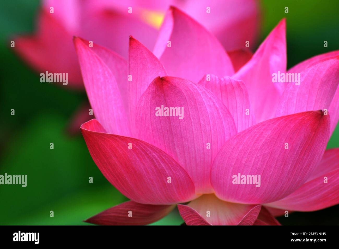 Blossoming lotus flowers Stock Photo - Alamy