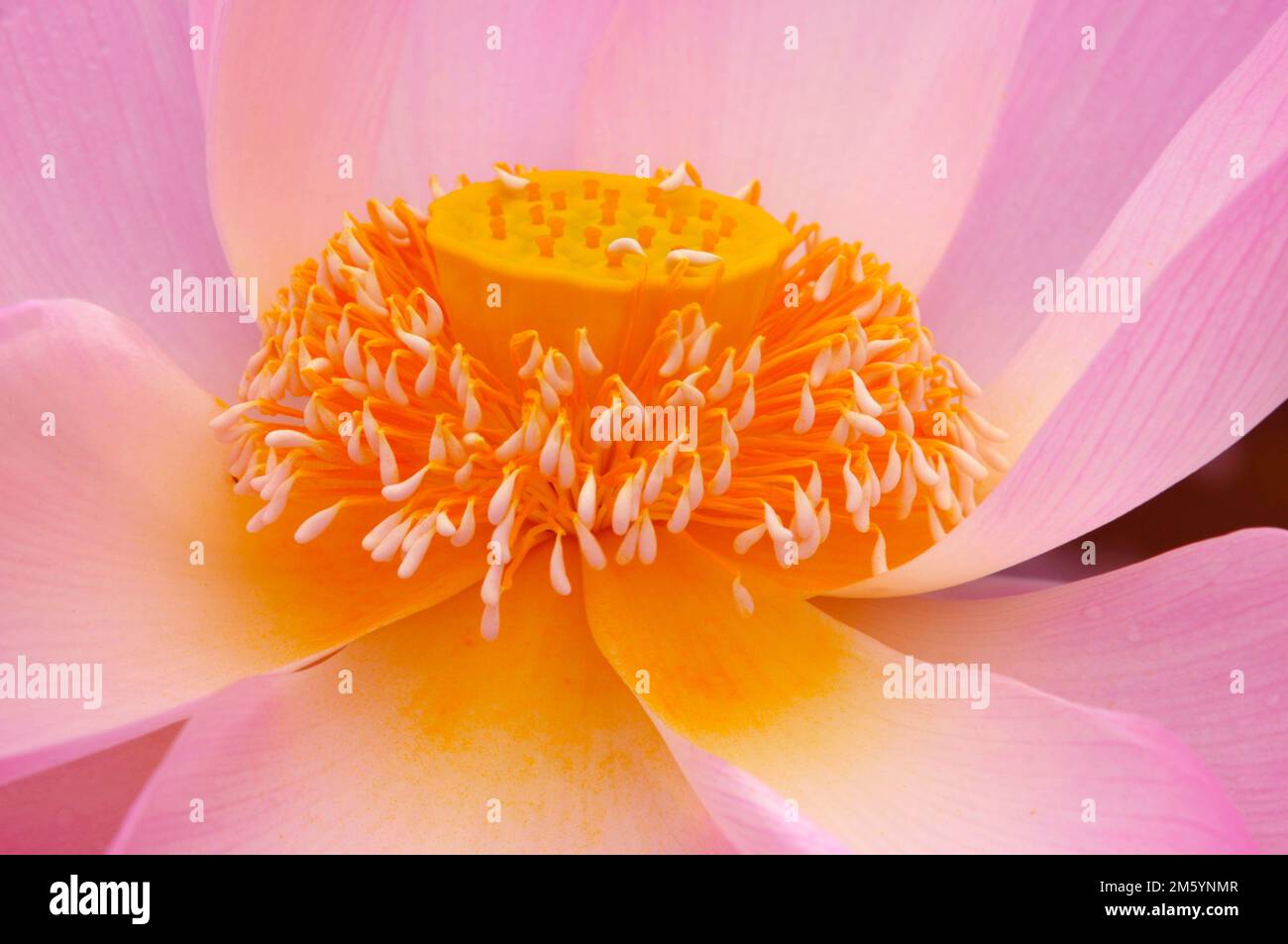 Blossoming lotus flower Stock Photo - Alamy