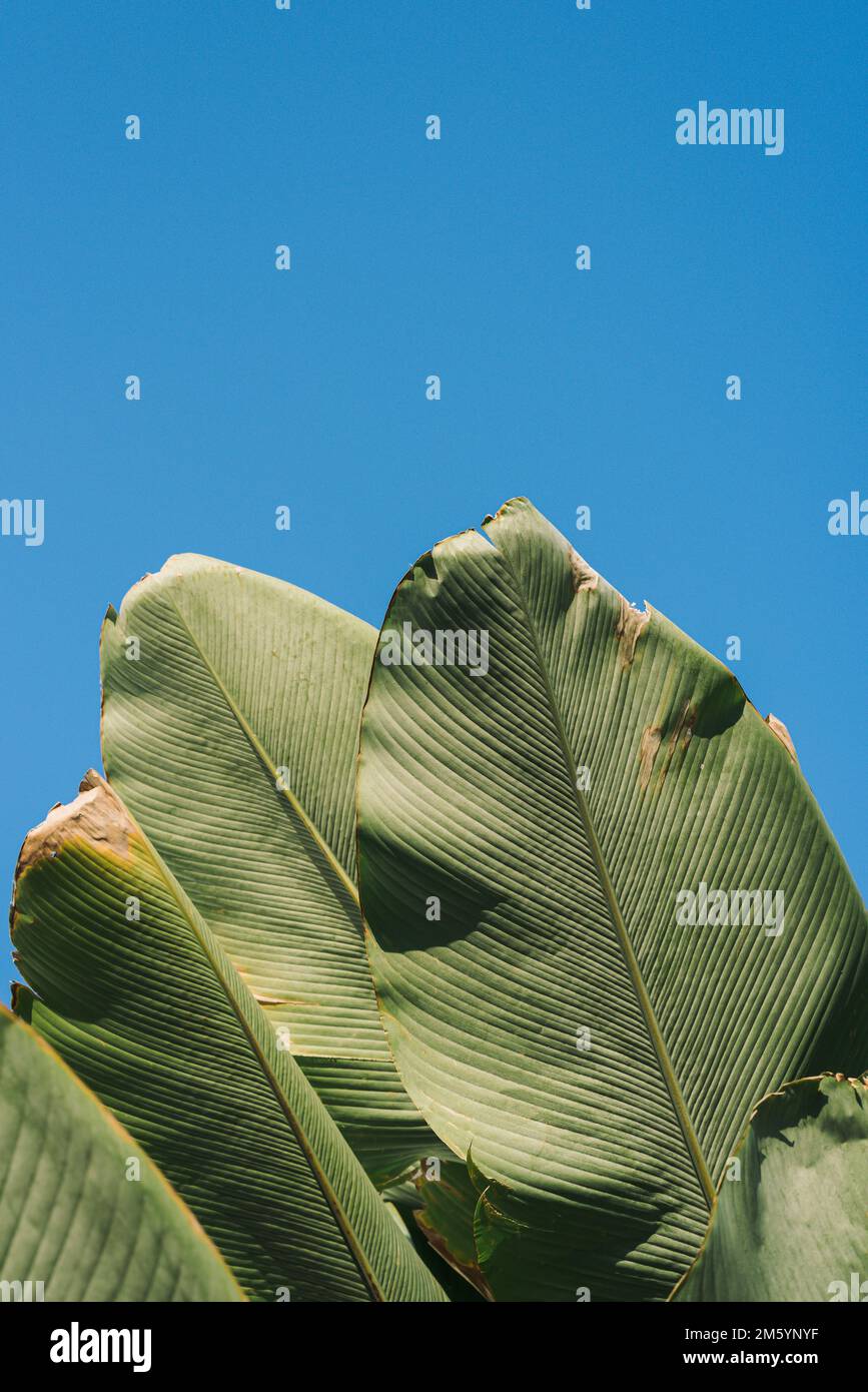 Banana palm tree on sky hi-res stock photography and images - Alamy