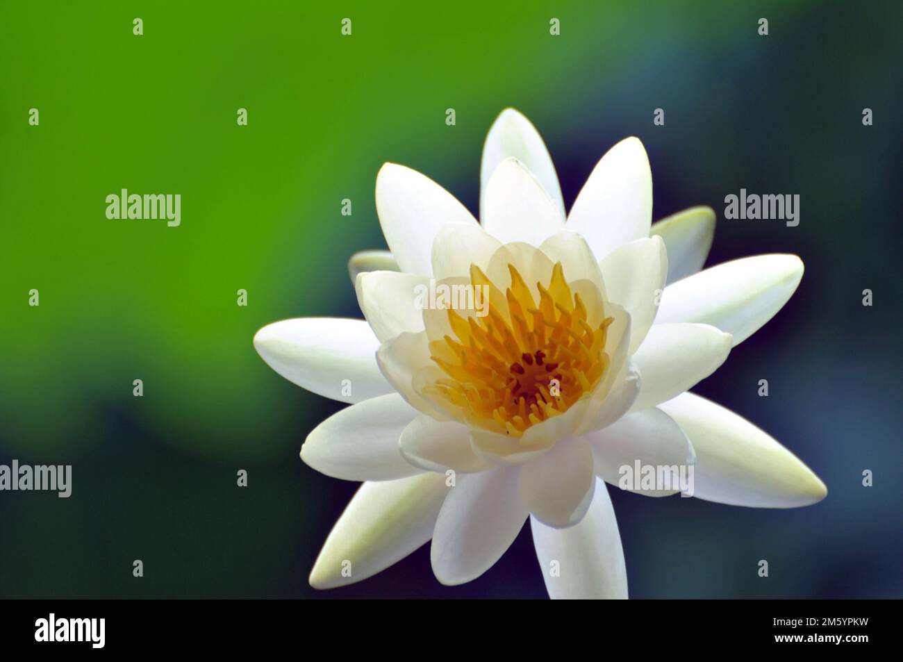 Blossoming lotus flowers Stock Photo - Alamy