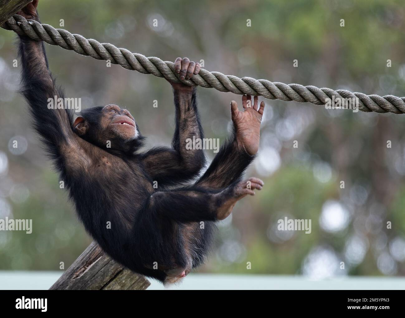 Baby Chimpanzee swinging on rope in Taronga Zoo, Sydney, Australia on ...