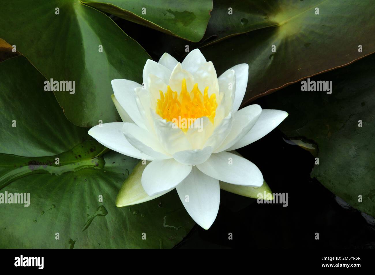 Blossoming lotus flowers Stock Photo - Alamy