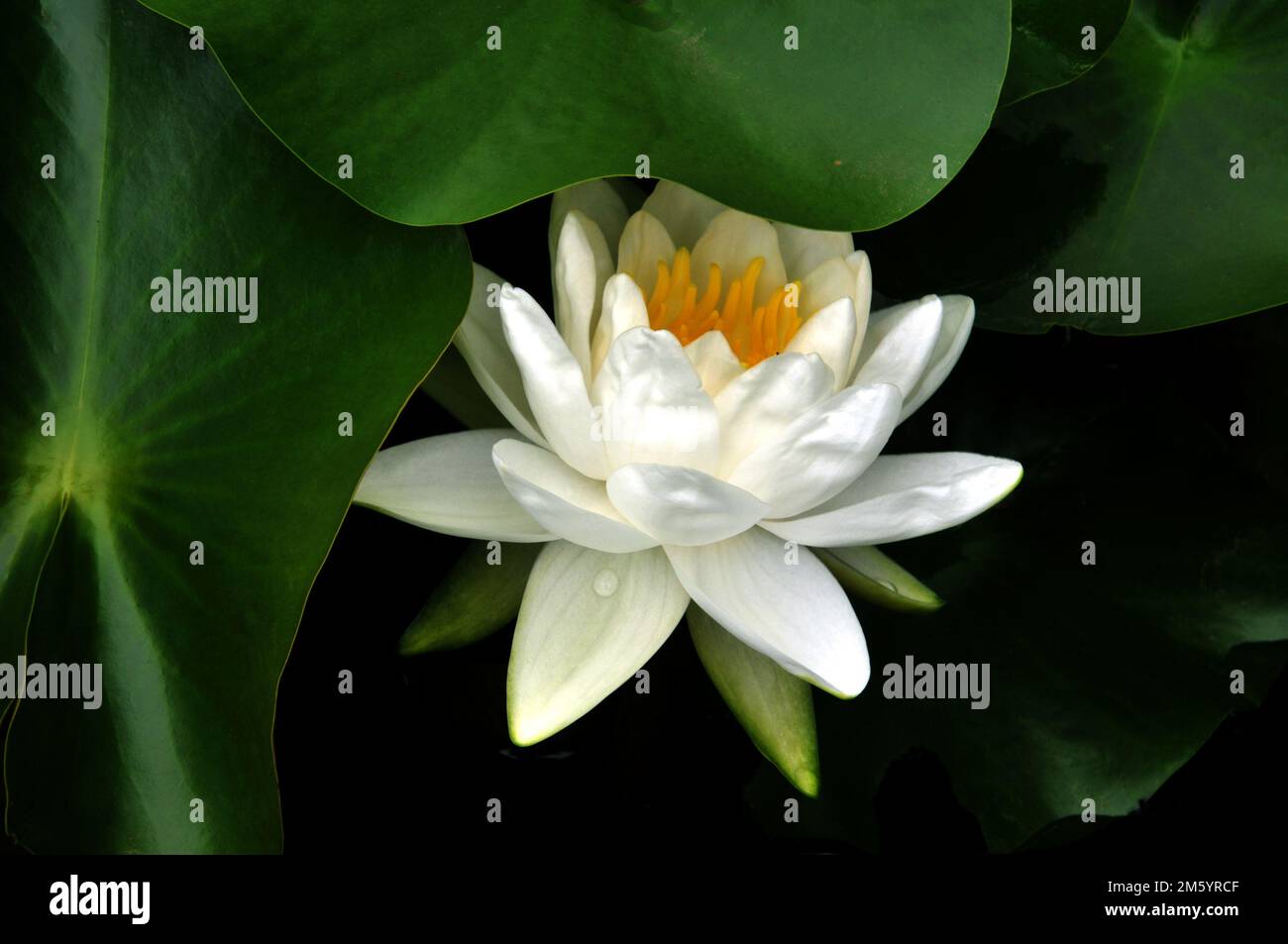 Blossoming lotus flower Stock Photo - Alamy