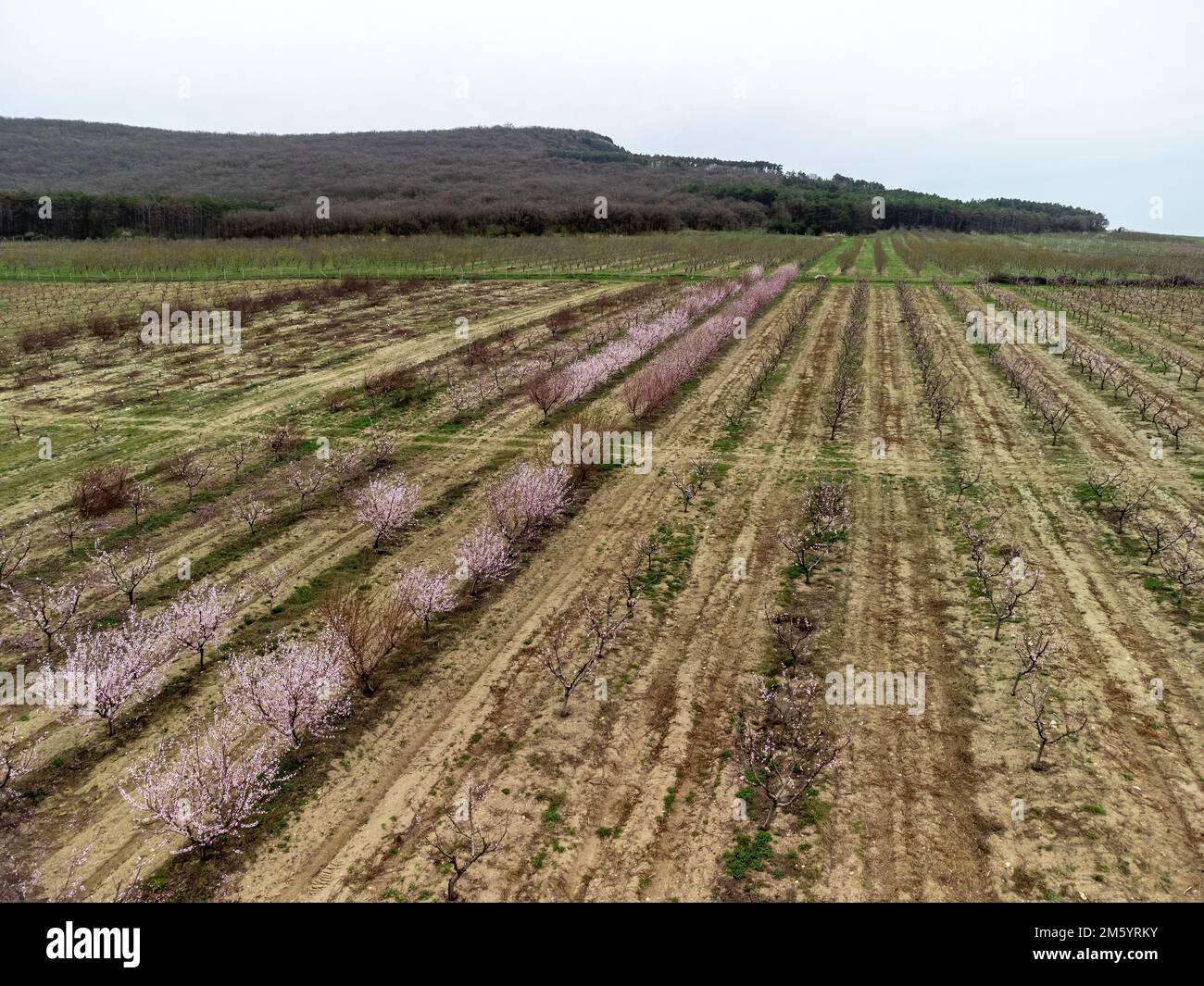 Aerial view peach orchard hi-res stock photography and images - Alamy