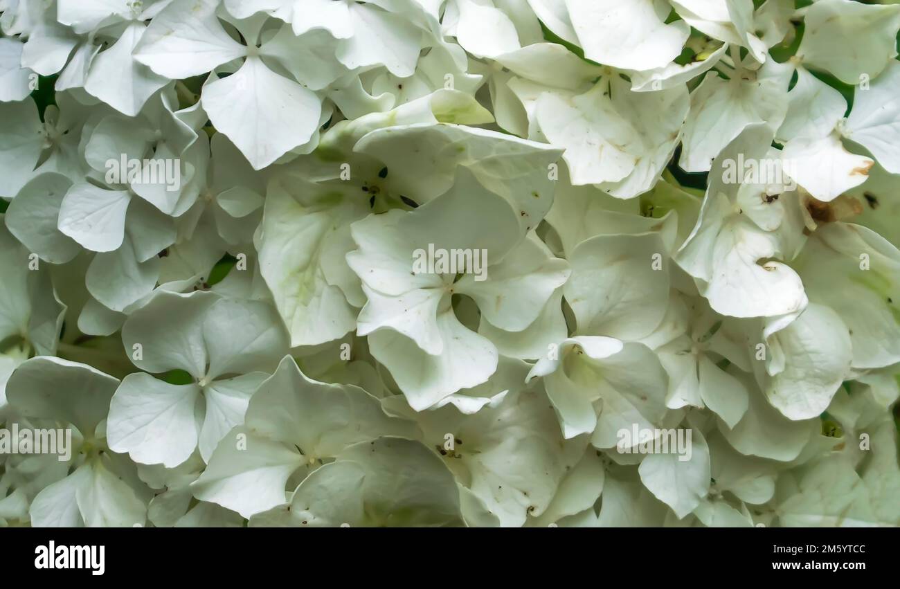 The white flowers of hydrangea close up Stock Photo - Alamy