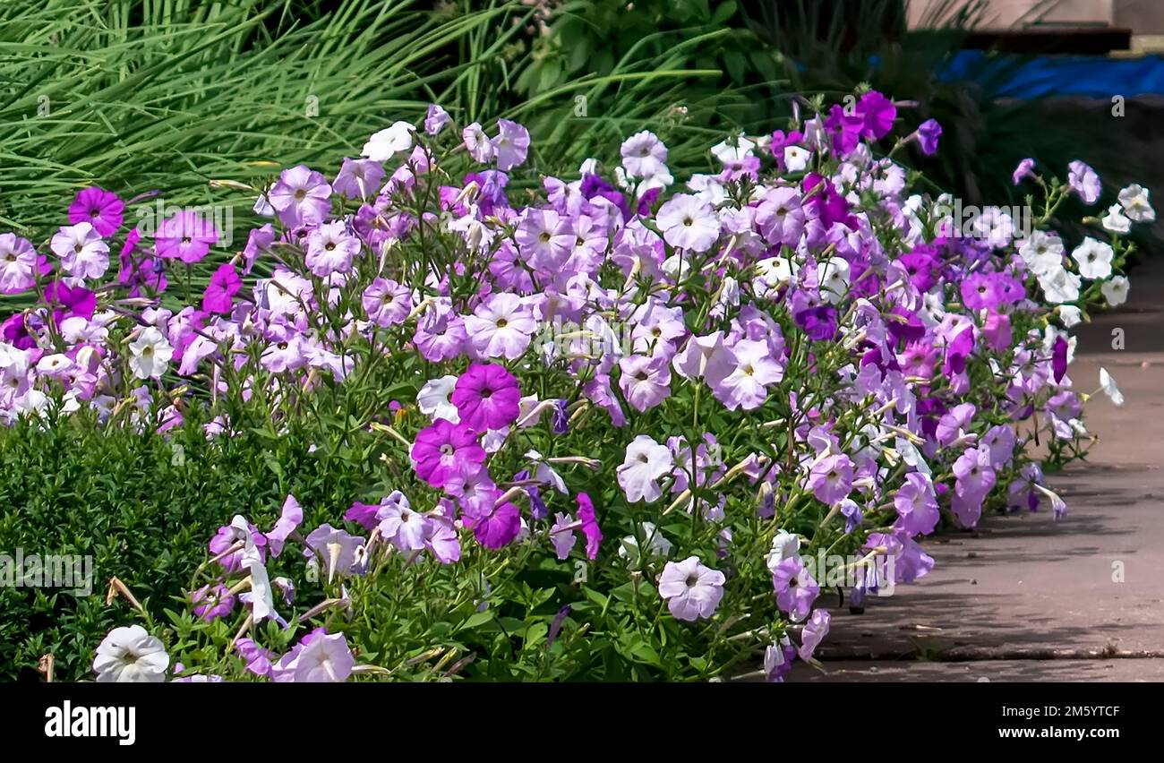 The velvet flowers along the path Stock Photo - Alamy