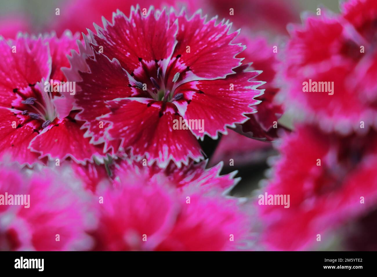beautiful pink color dianthus in bloom, flower background and macro ...