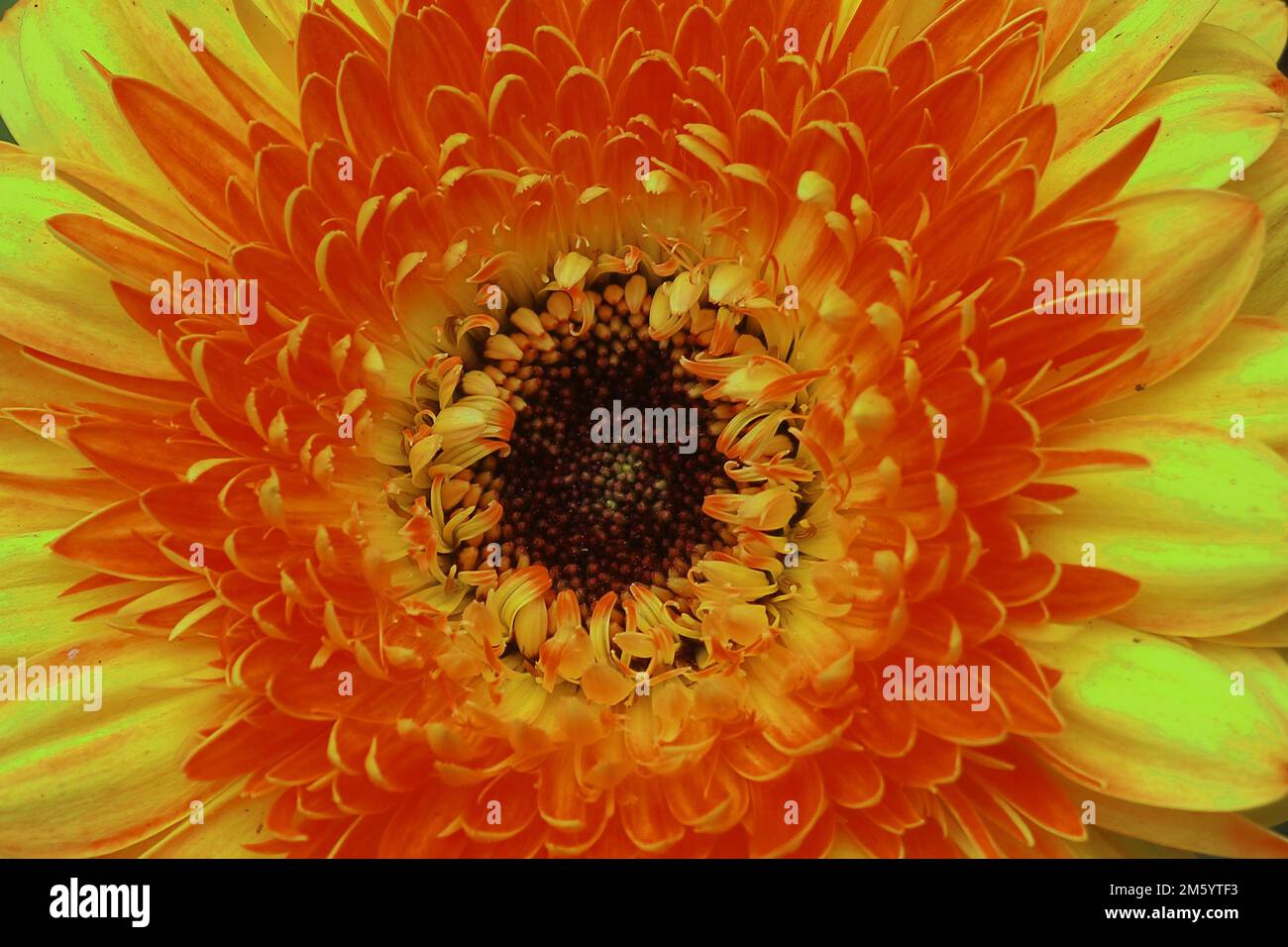beautiful yellow color gerbera in bloom, flower background and macro ...