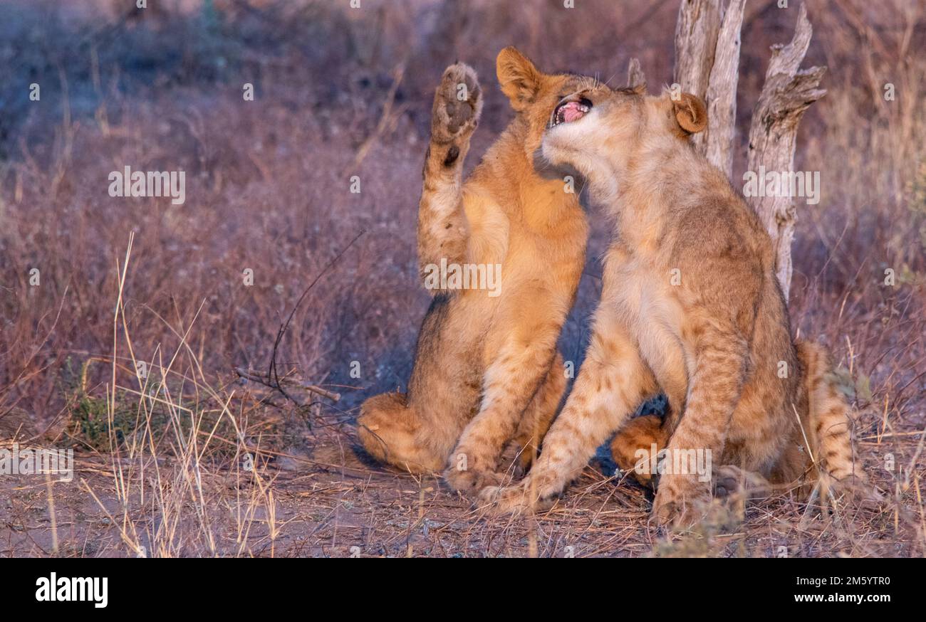 Play interact explore hi-res stock photography and images - Alamy