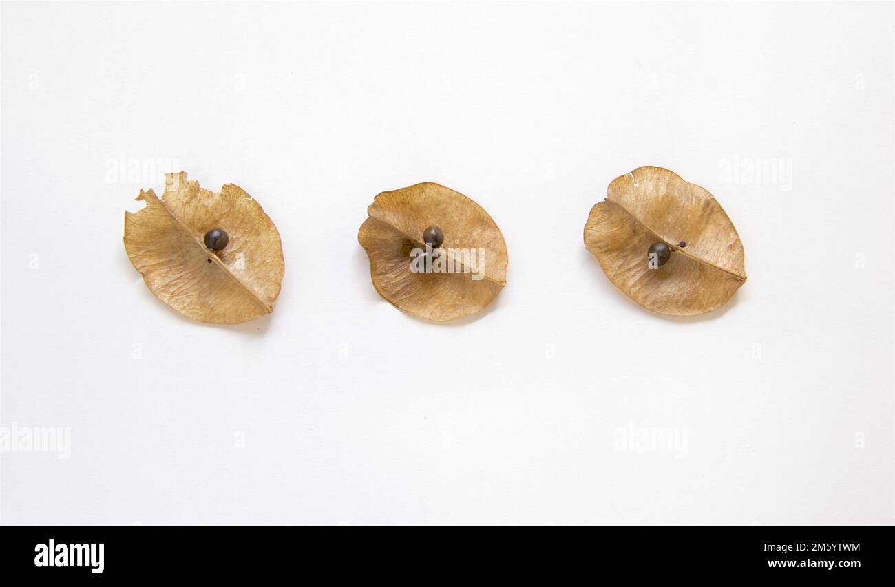 Gold rain tree seeds hi-res stock photography and images - Alamy
