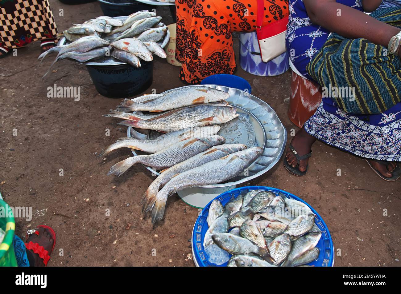 Fish in local market of the river port in Ziguinchor, South Senegal ...