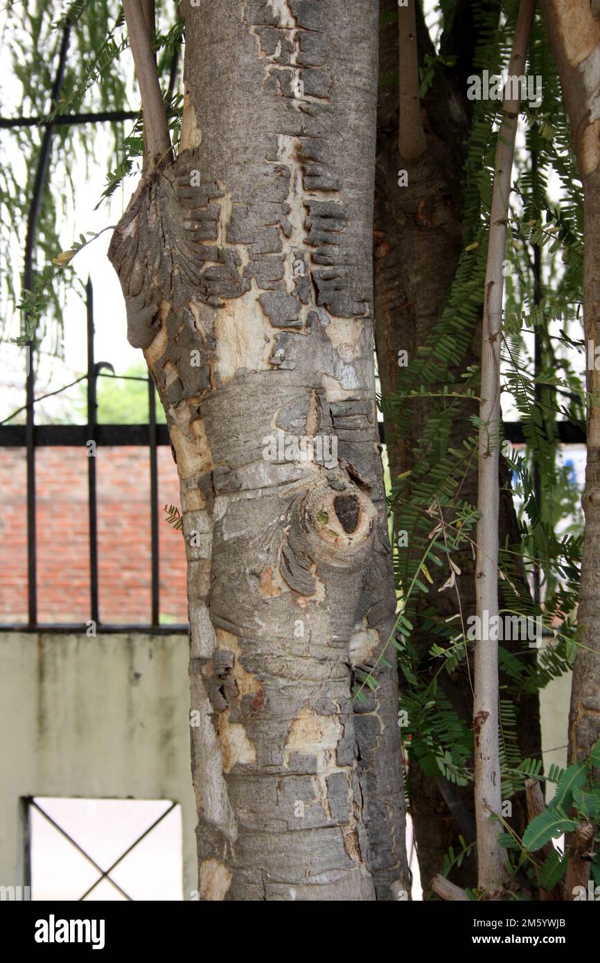 Indian gooseberry (Phyllanthus emblica) tree trunk has mottled bark ...