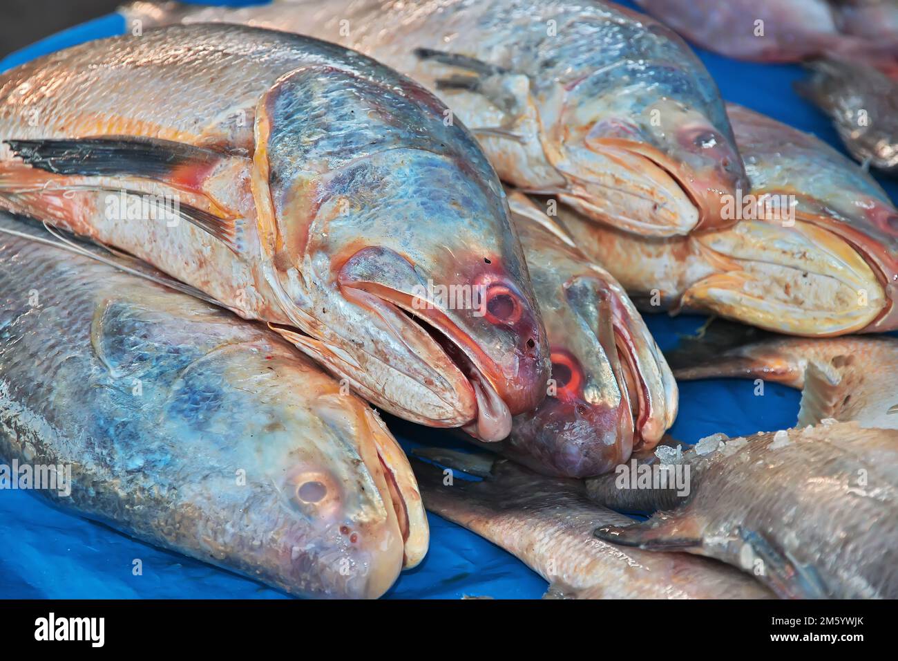 Senegalese fisher hi-res stock photography and images - Alamy