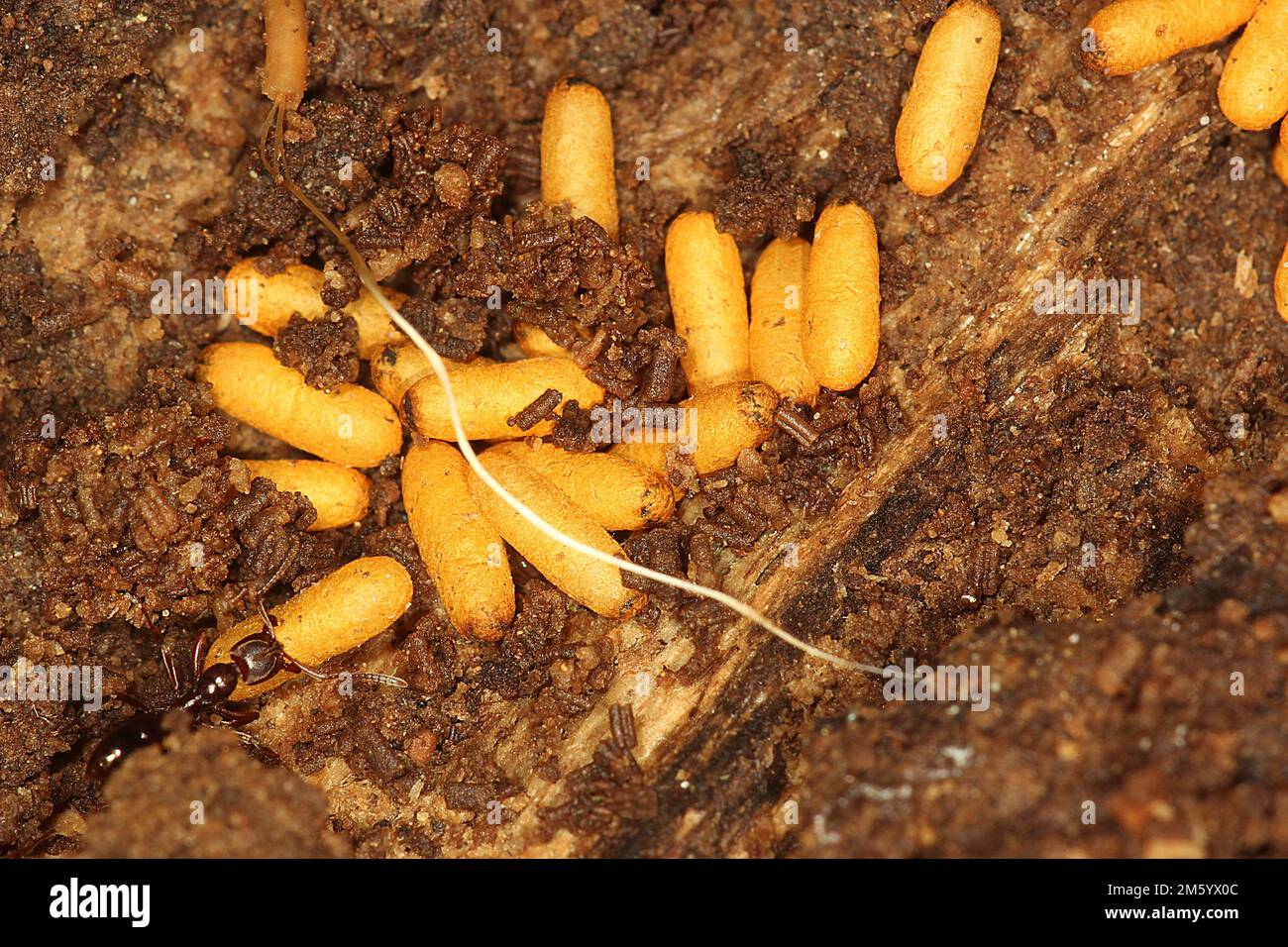 Red ponerine ant colony (Austroponera sp Stock Photo - Alamy