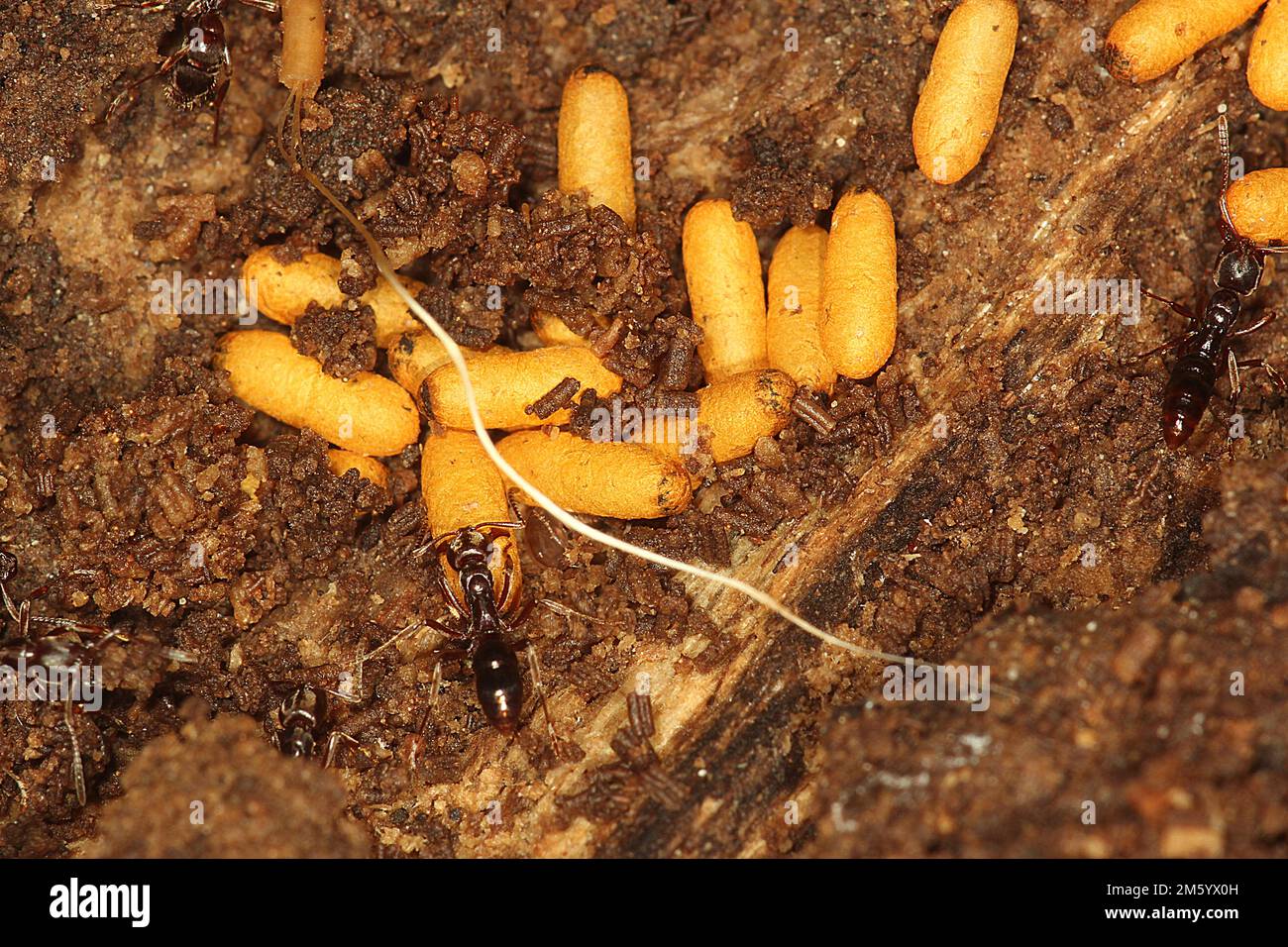 Ponerine ant hi-res stock photography and images - Alamy