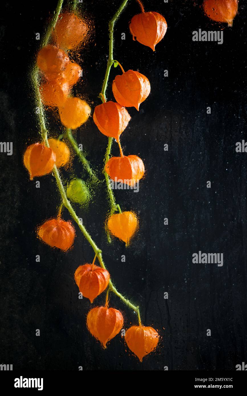 Physalis fruit close-up on a black background Stock Photo - Alamy