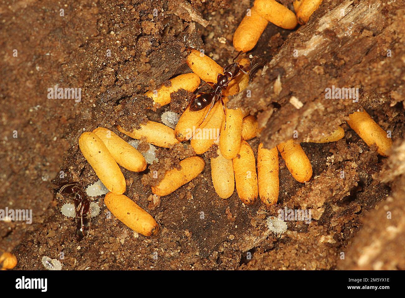 Red ponerine ant colony (Austroponera sp Stock Photo - Alamy