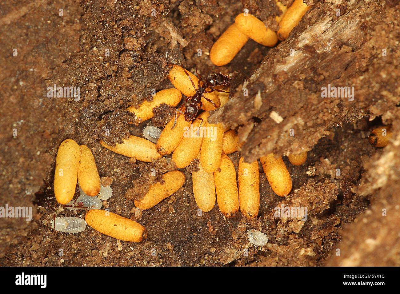 Austroponera hi-res stock photography and images - Alamy