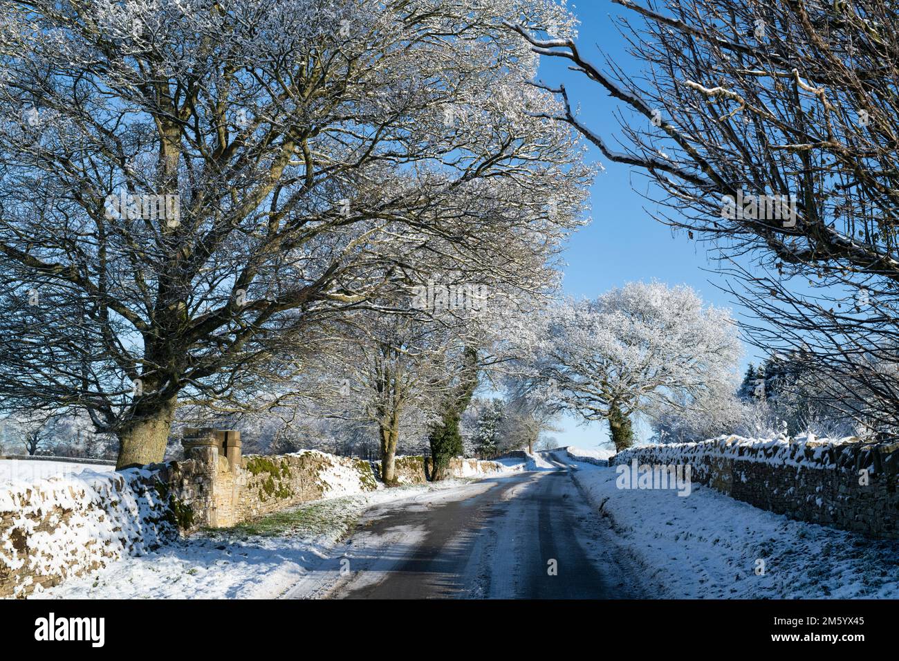 Winter oak trees and stone walls along a country road in the snow ...