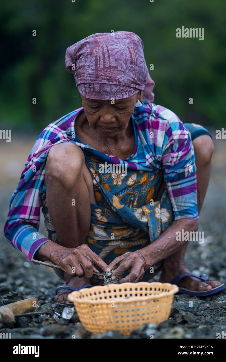 January 1, 2023 a Lady is taking out cockles of the shells in Madura ...