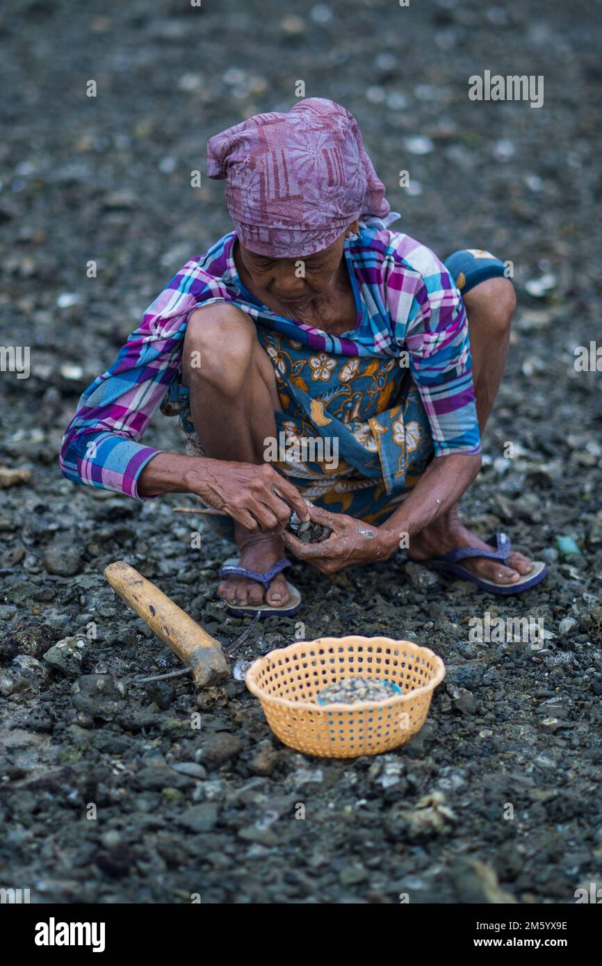 January 1, 2023 a Lady is taking out cockles of the shells in Madura ...