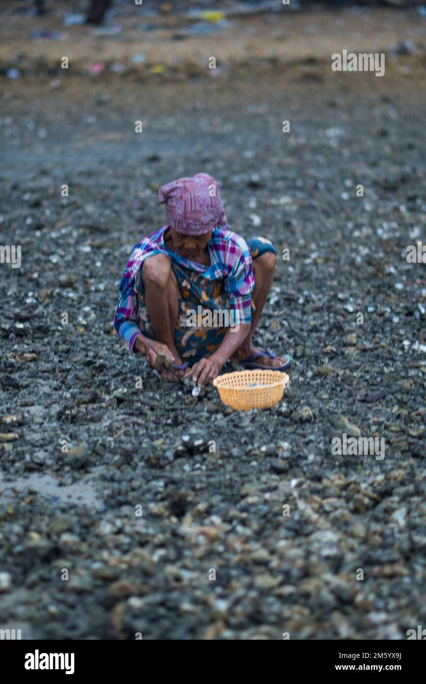 Indonesia beach shells hi-res stock photography and images - Alamy