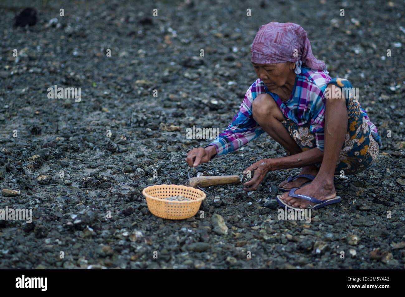 January 1, 2023 a Lady is taking out cockles of the shells in Madura ...